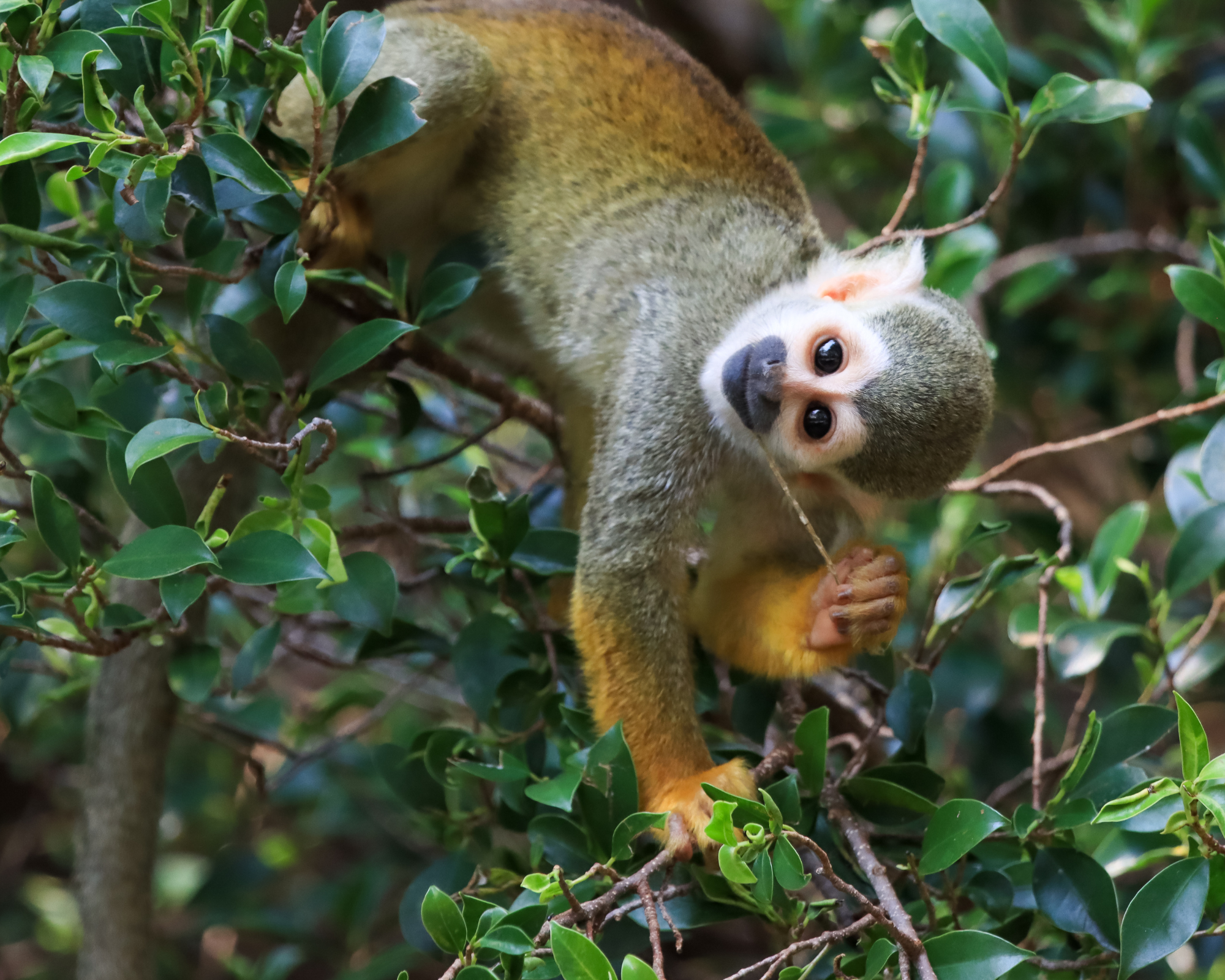 Peru | De Amazone en het Inca rijk - Omnia Travel